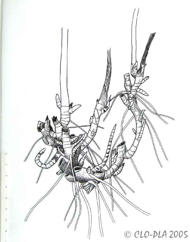 Clonal plants Database