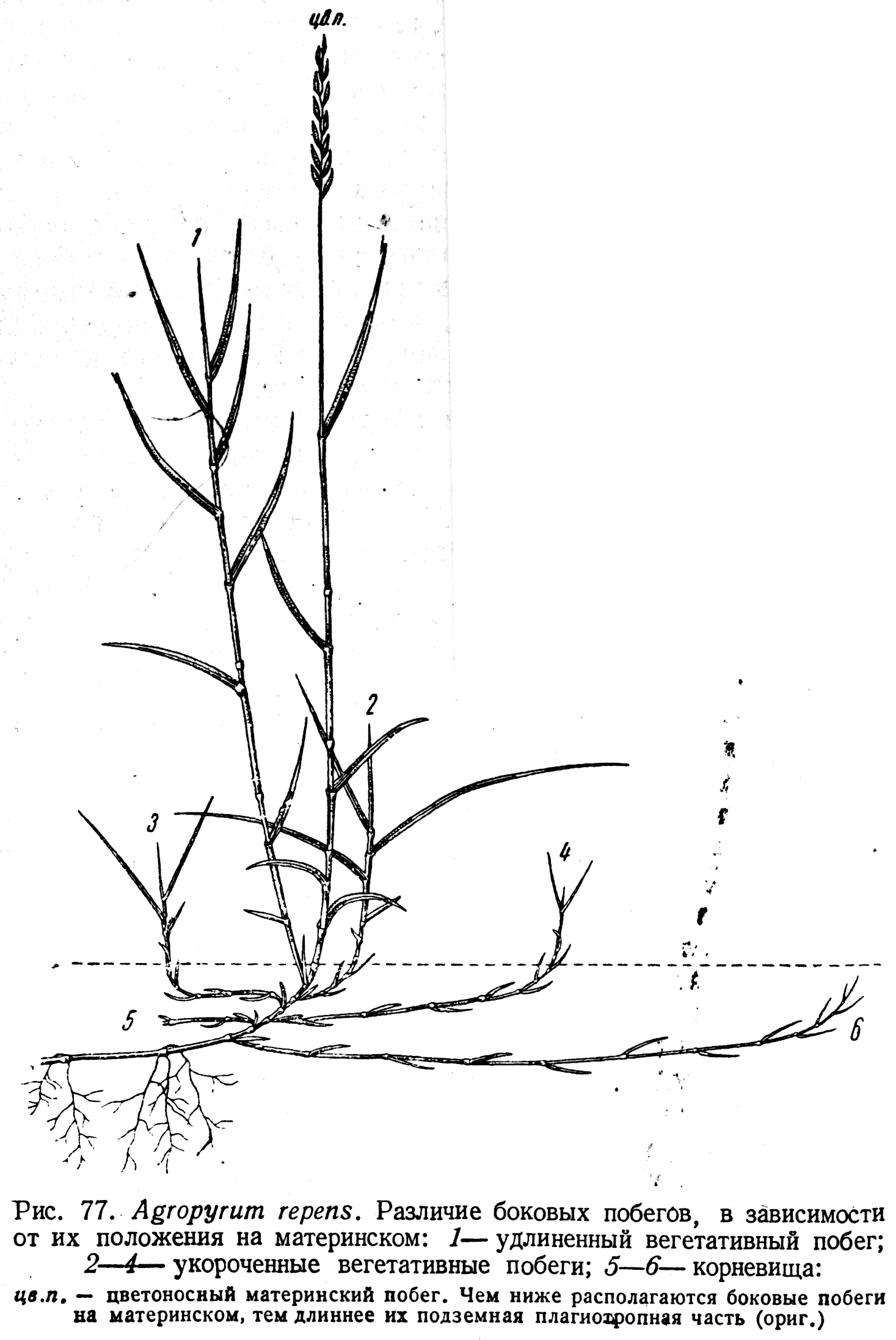 Clonal plants Database