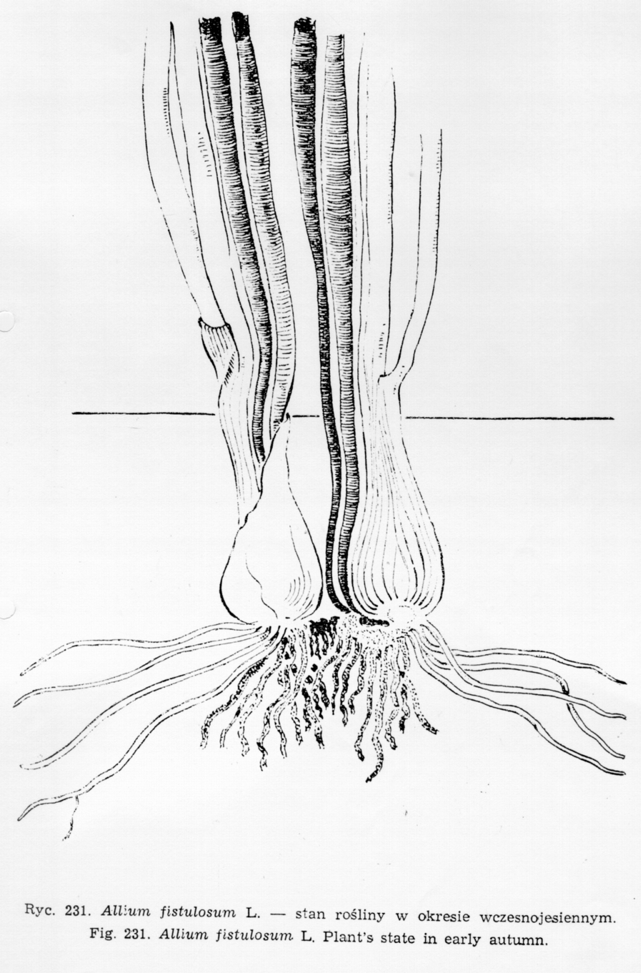 Clonal plants Database